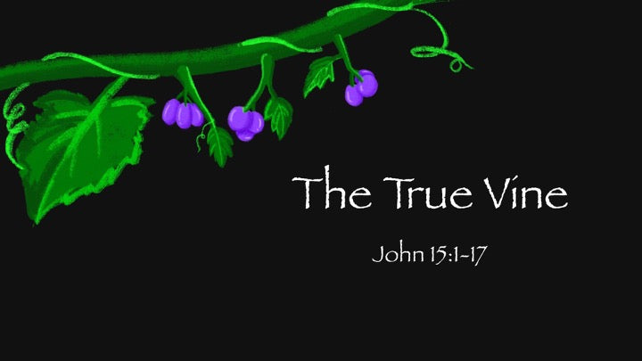 The True Vine – Kidswise